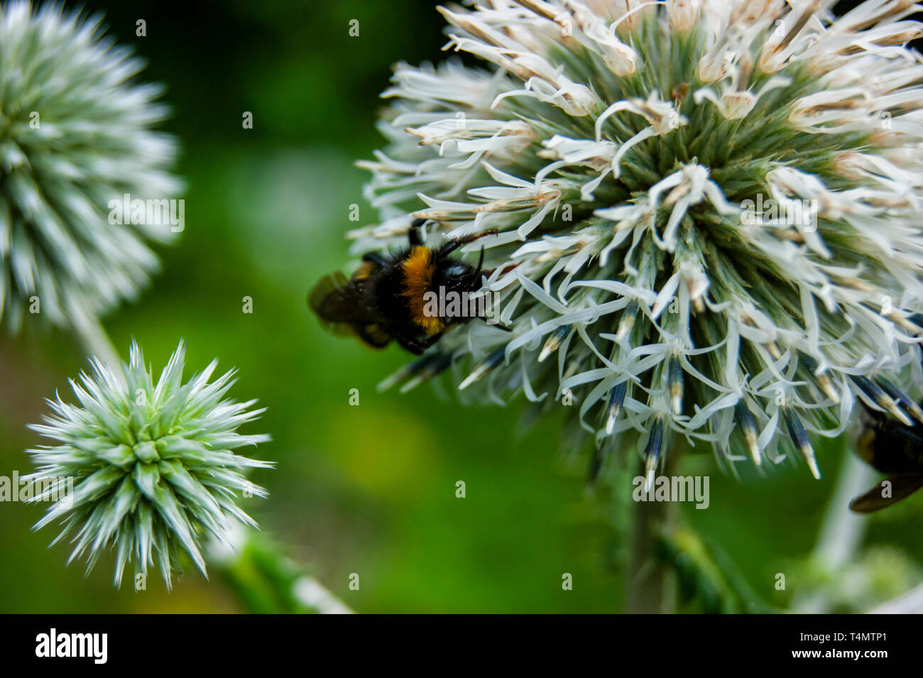 Bumblebee on the thorn. Macro shooting. Live color without processing ...