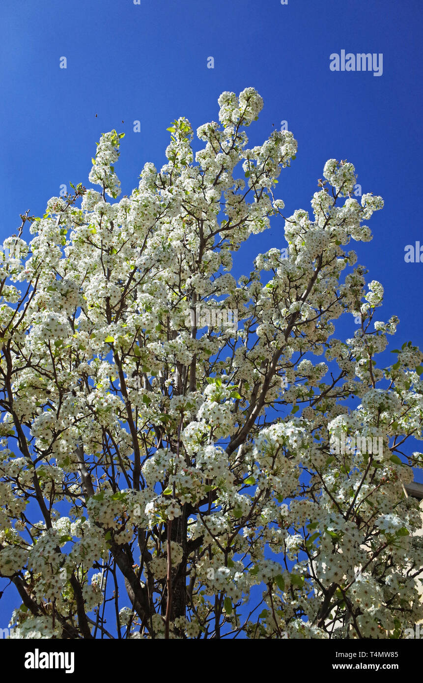 Pyrus calleryana chanticleer hi-res stock photography and images - Alamy