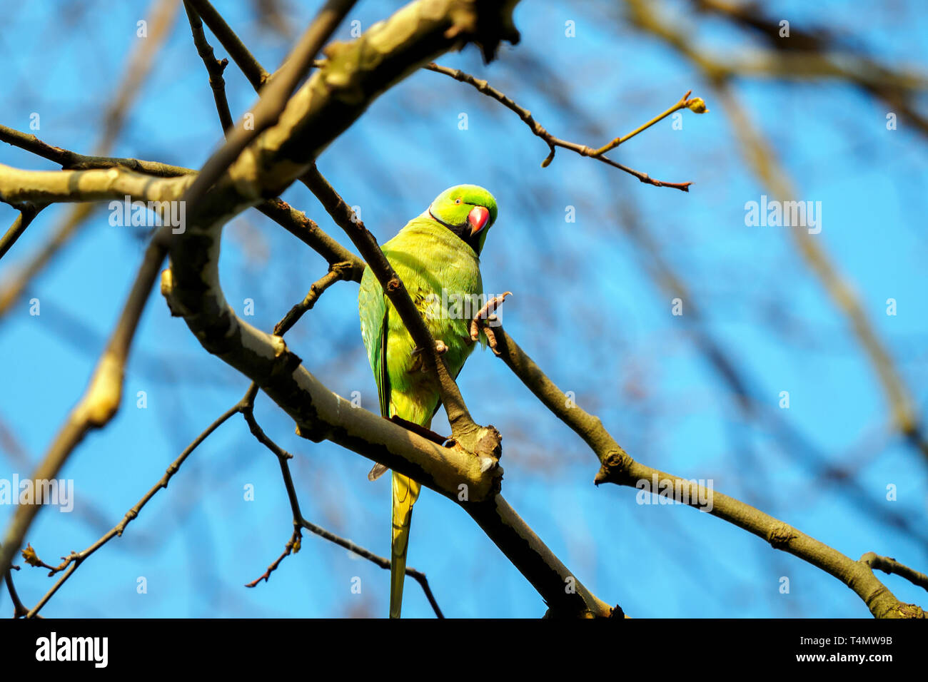 England the land of the rose hi-res stock photography and images - Alamy