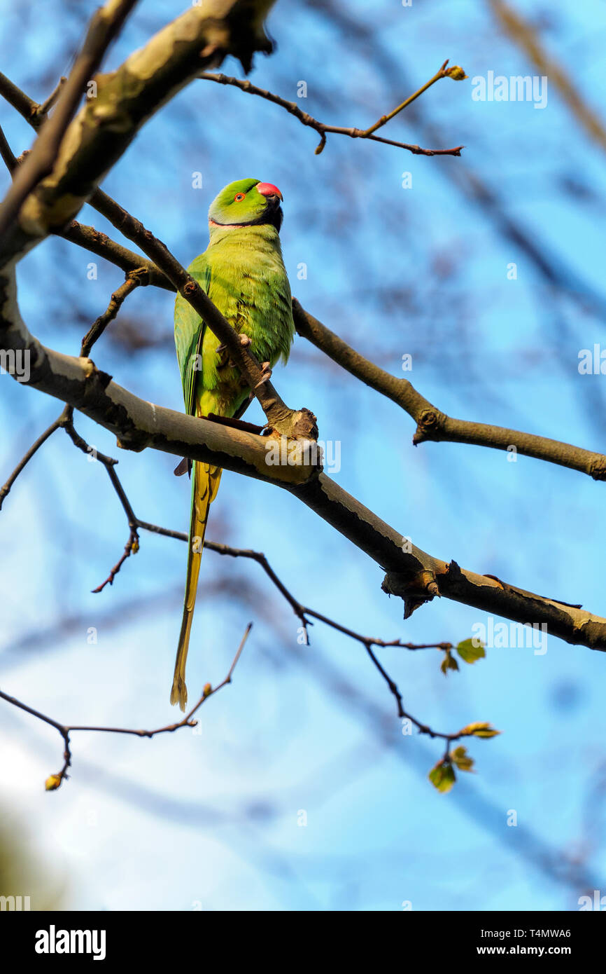 Rose-ringed parakeet in Lewisham park - South East London, England ...