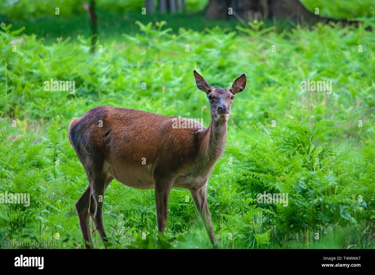 Roe deer forest fern hi-res stock photography and images - Alamy