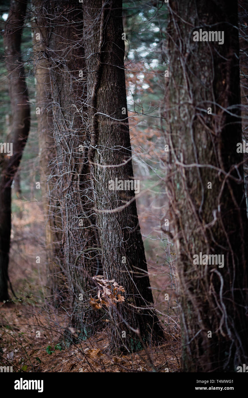 Creepy roots hi-res stock photography and images - Alamy