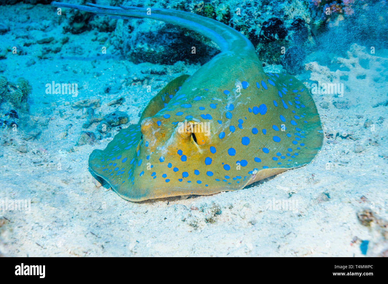 Blue spotted ribbontail ray (Taeniura lymna). Egypt, Red Sea Stock ...
