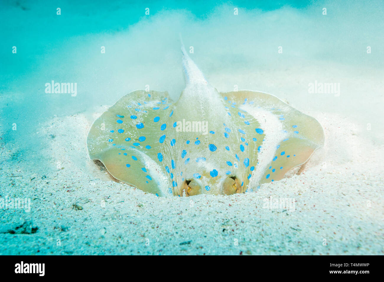 Blue spotted ribbontail ray (Taeniura lymna) digging in the sand for ...