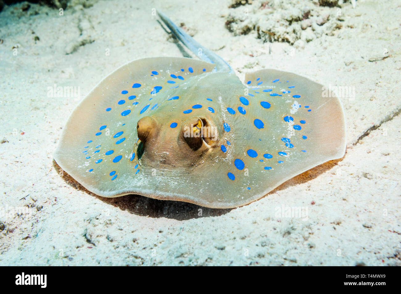 Blue spotted ribbontail ray (Taeniura lymna). Egypt, Red Sea Stock ...