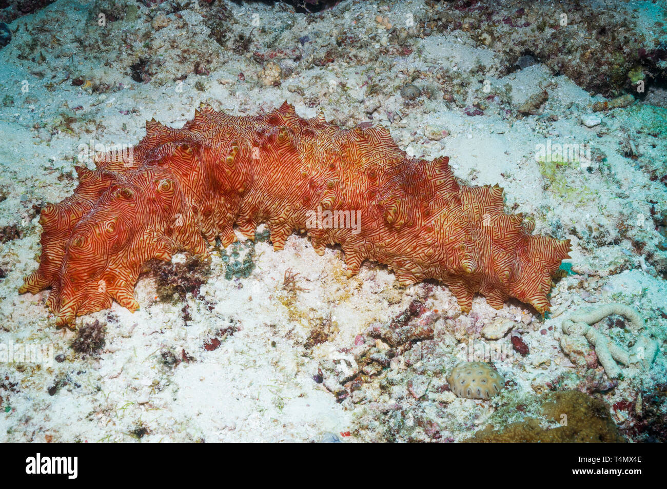 Red-lined sea cucumber (Thelenota rubralineata). North Sulawesi ...