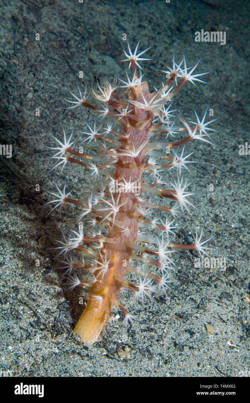 Sea pen [Veretillum sp]. Komodo National Park, Indonesia. Indo-West ...