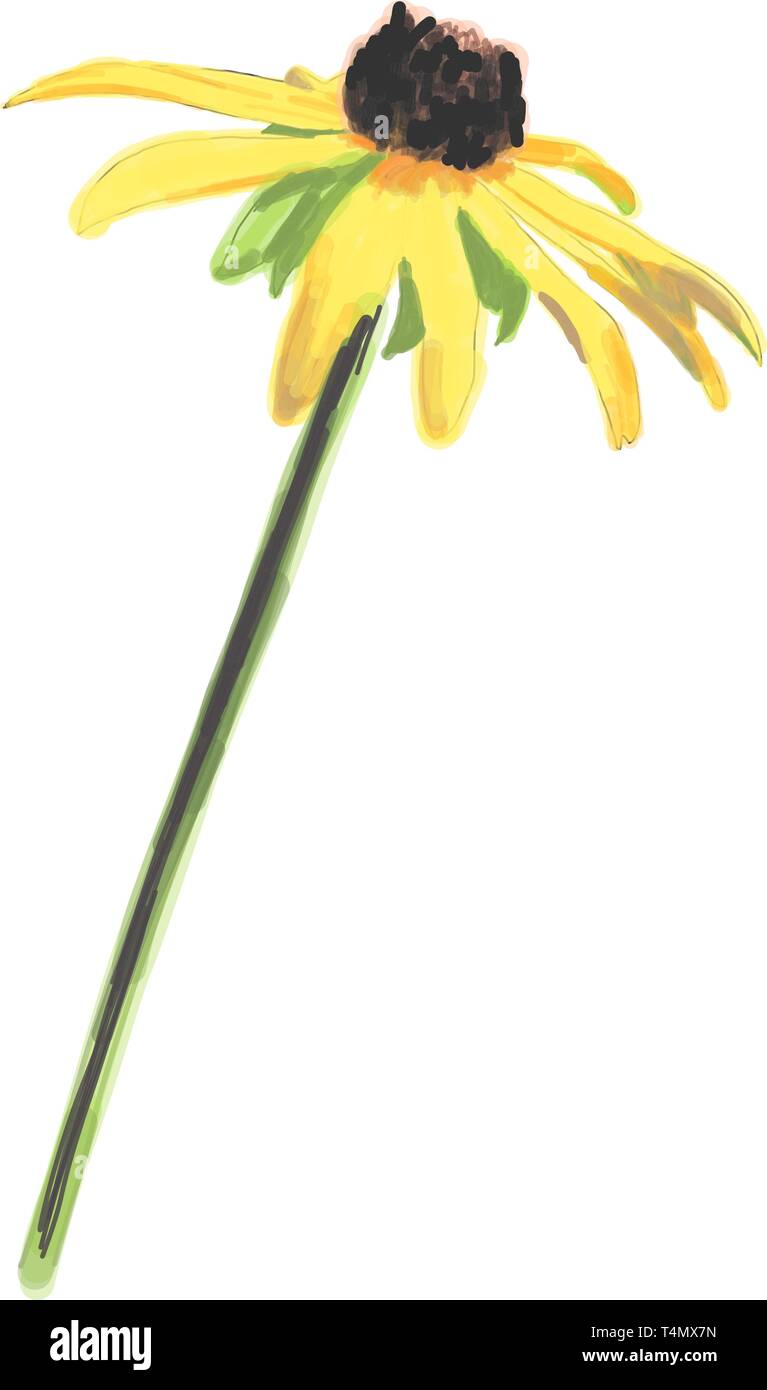 Flower Rudbeckia. Vector illustration Stock Vector Image & Art - Alamy
