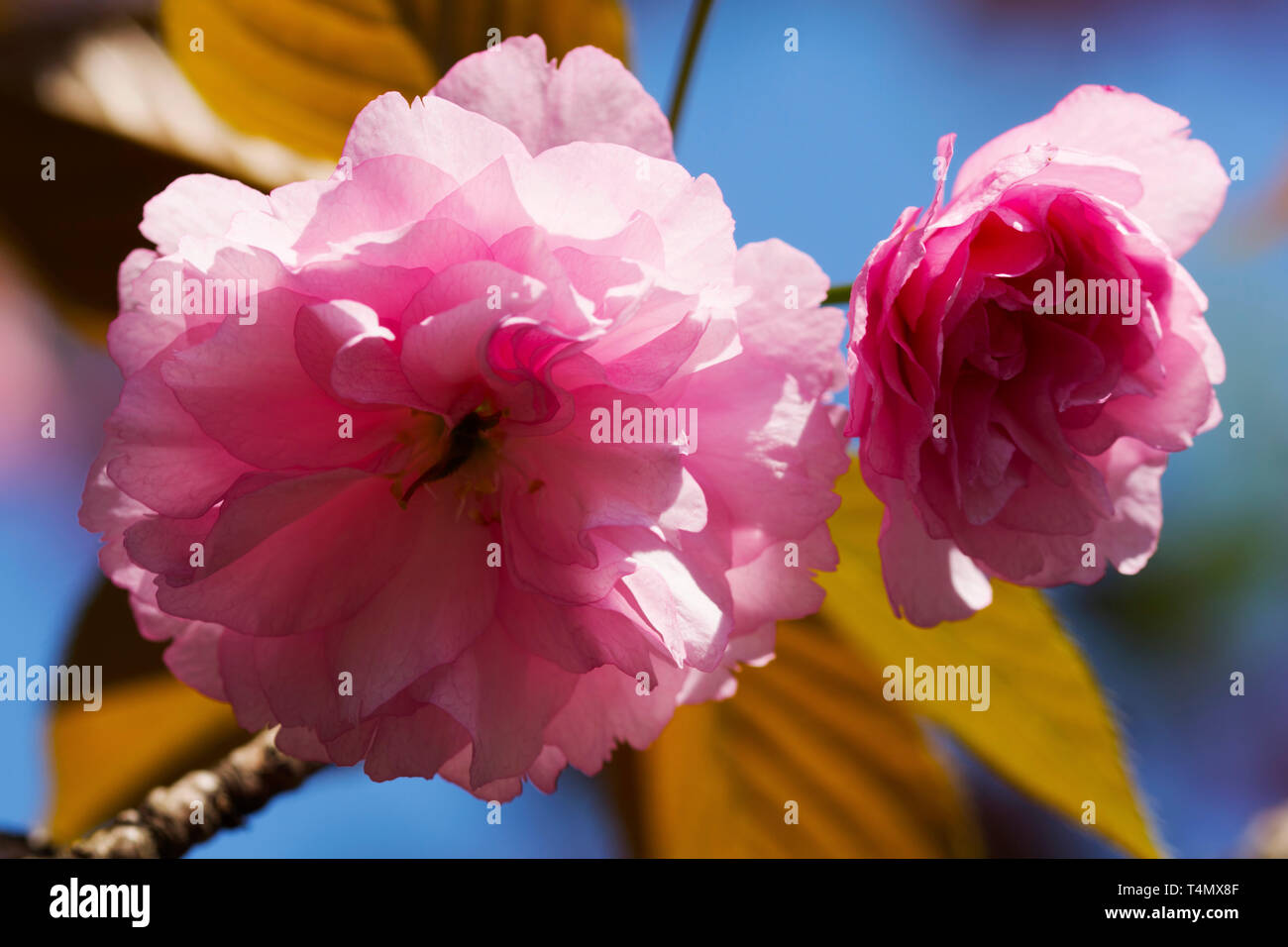 Beautiful and delicate pink spring flowers in a blooming tree Stock ...