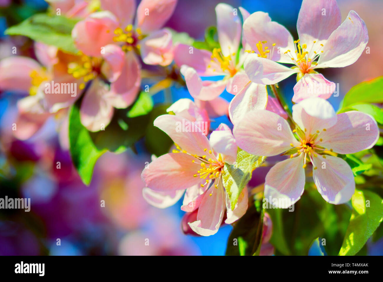 Masses of spring flowers hi-res stock photography and images - Alamy