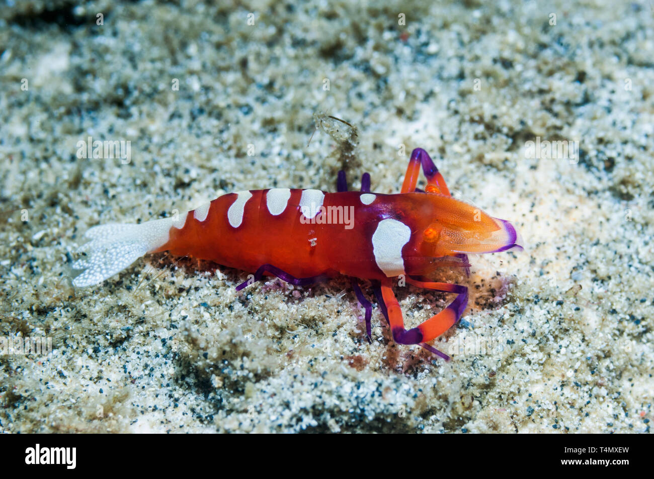 Emperor Shrimp [Zenopontonia rex]. West Papua, Indonesia. Indo-West ...