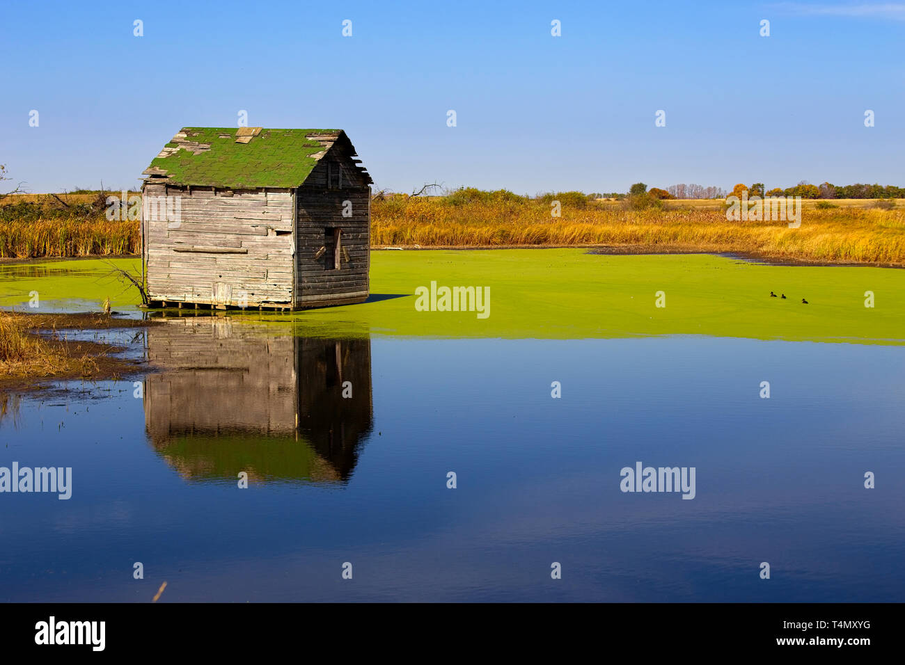 A small square delapidated shed sitting in a marsh pond surrounded by ...