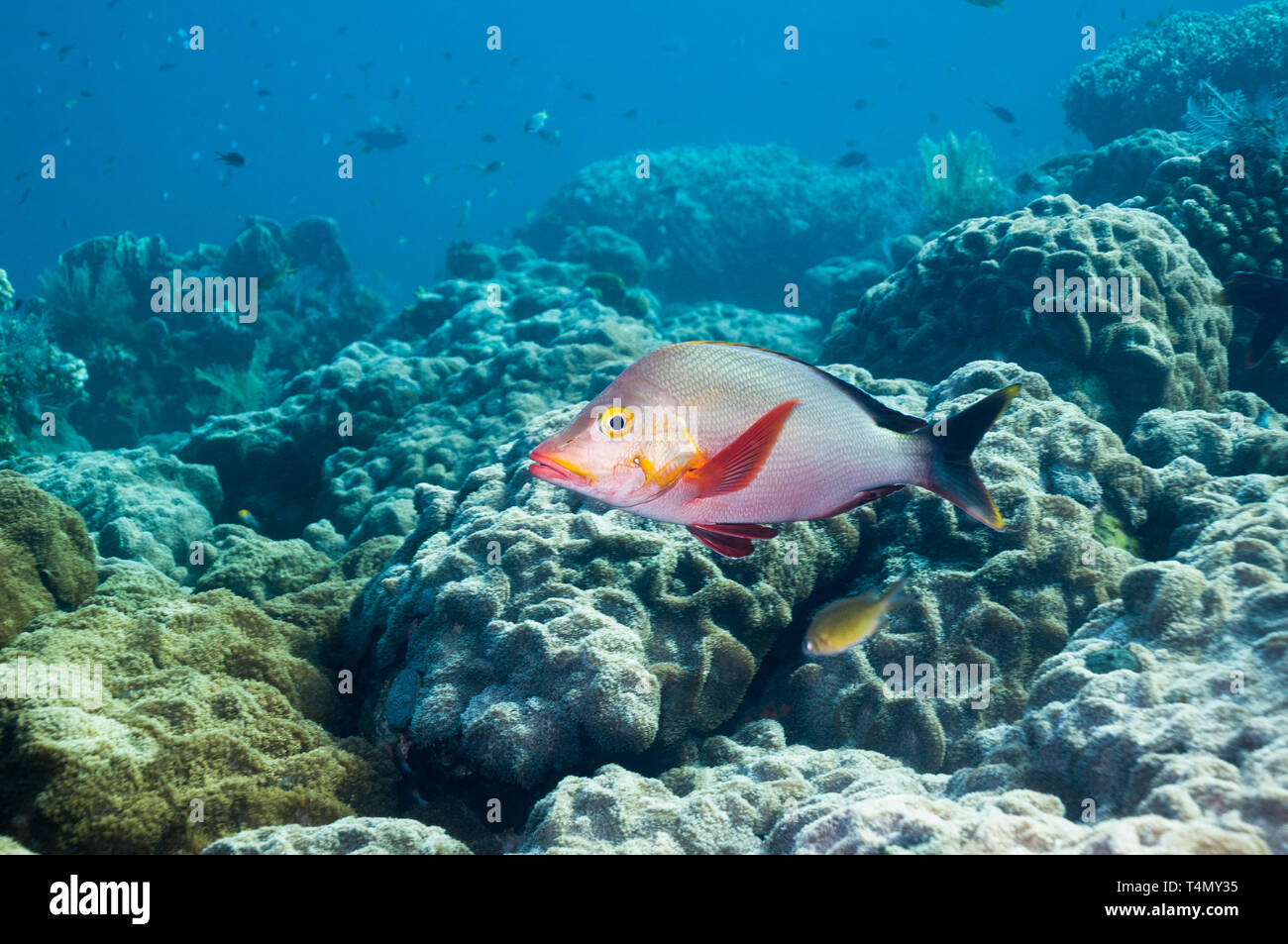 Humpback red snapper lutjanus gibbus hi-res stock photography and ...