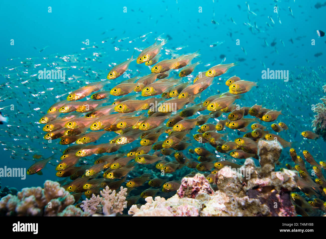 Pygmy sweepers [Parapriacanthus ransonetti]. Andaman Sea, Thailand ...