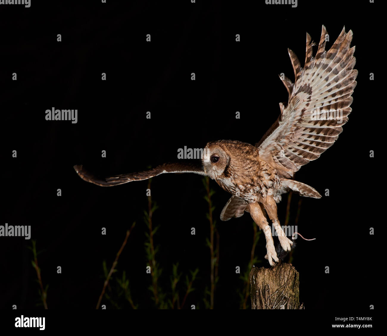 Owl Getting Its Prey