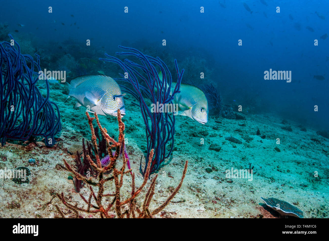 Gold-spotted sweetlips [Plectorhinchus flavomaculatus]. Triton Bay ...