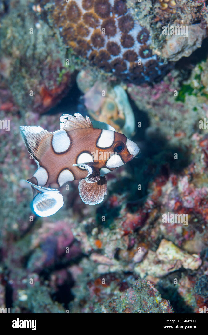 Harlequin or clown sweetlips fish hi-res stock photography and images ...