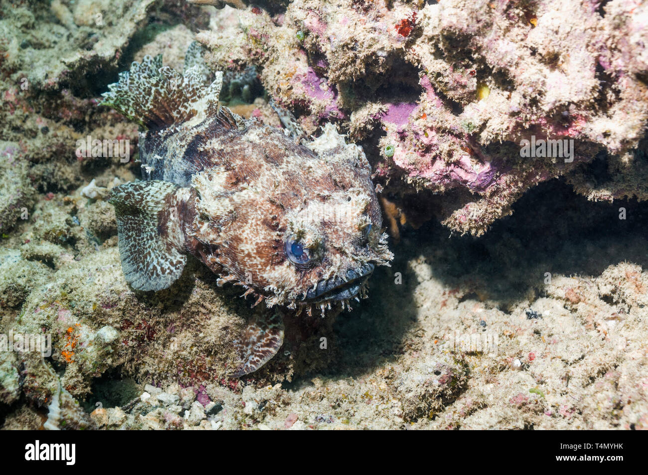Banded toadfish [Halophryne diemensis]. Papua New Guinea Stock Photo ...