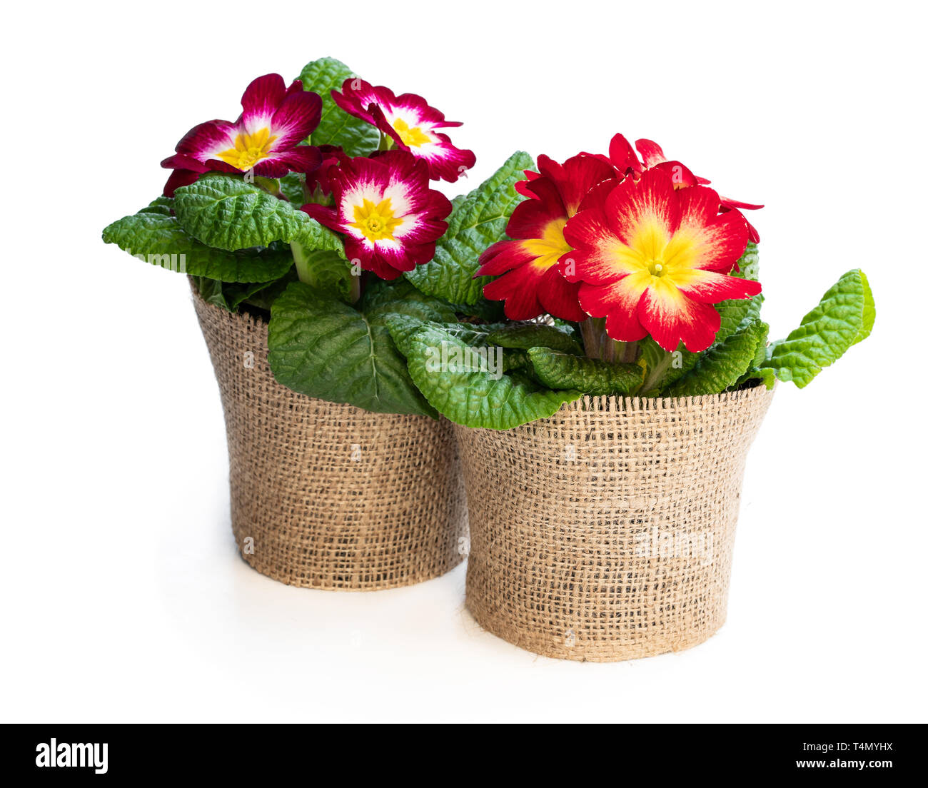 Colorful Primulas in black pots isolated on white Stock Photo - Alamy
