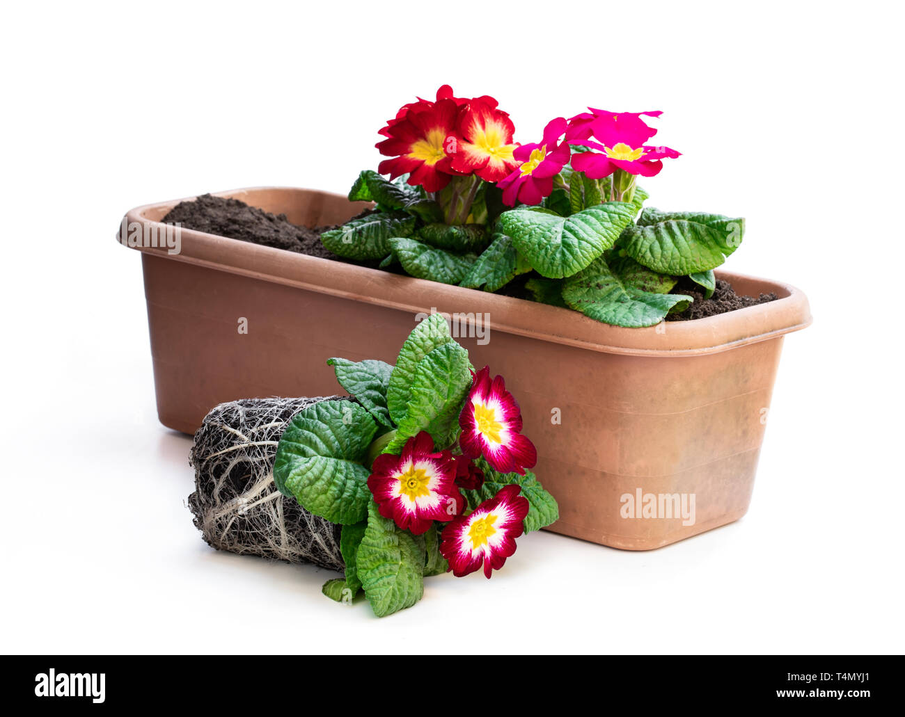 Colorful Primulas in black pots isolated on white. Ready for planting ...