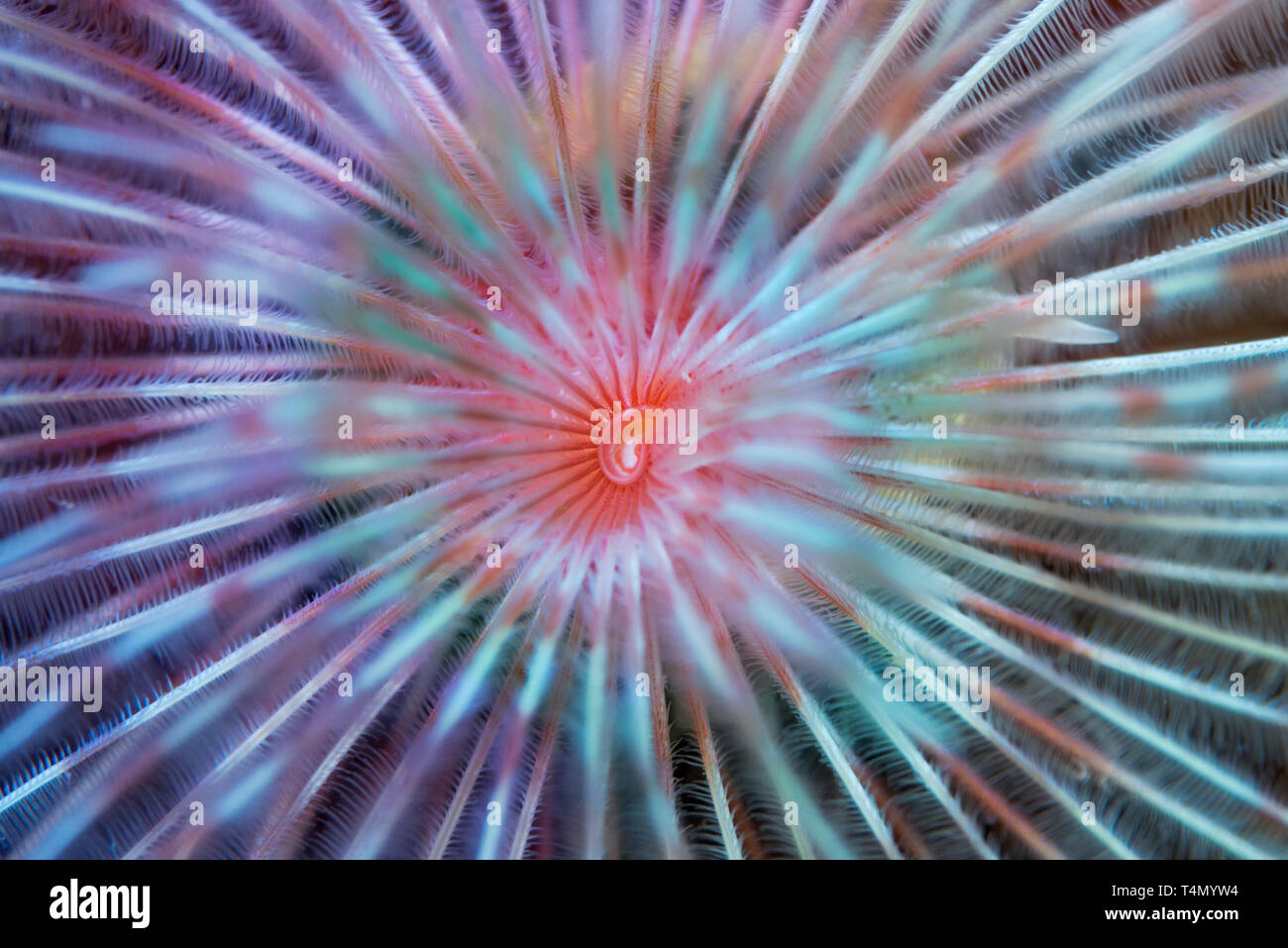 Feather duster worm [Protula magnifica]. North Sulawesi, Indonesia ...