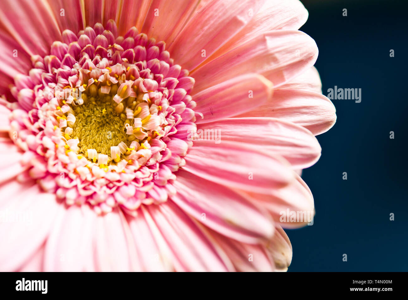Gerbera daisy detail hi-res stock photography and images - Alamy