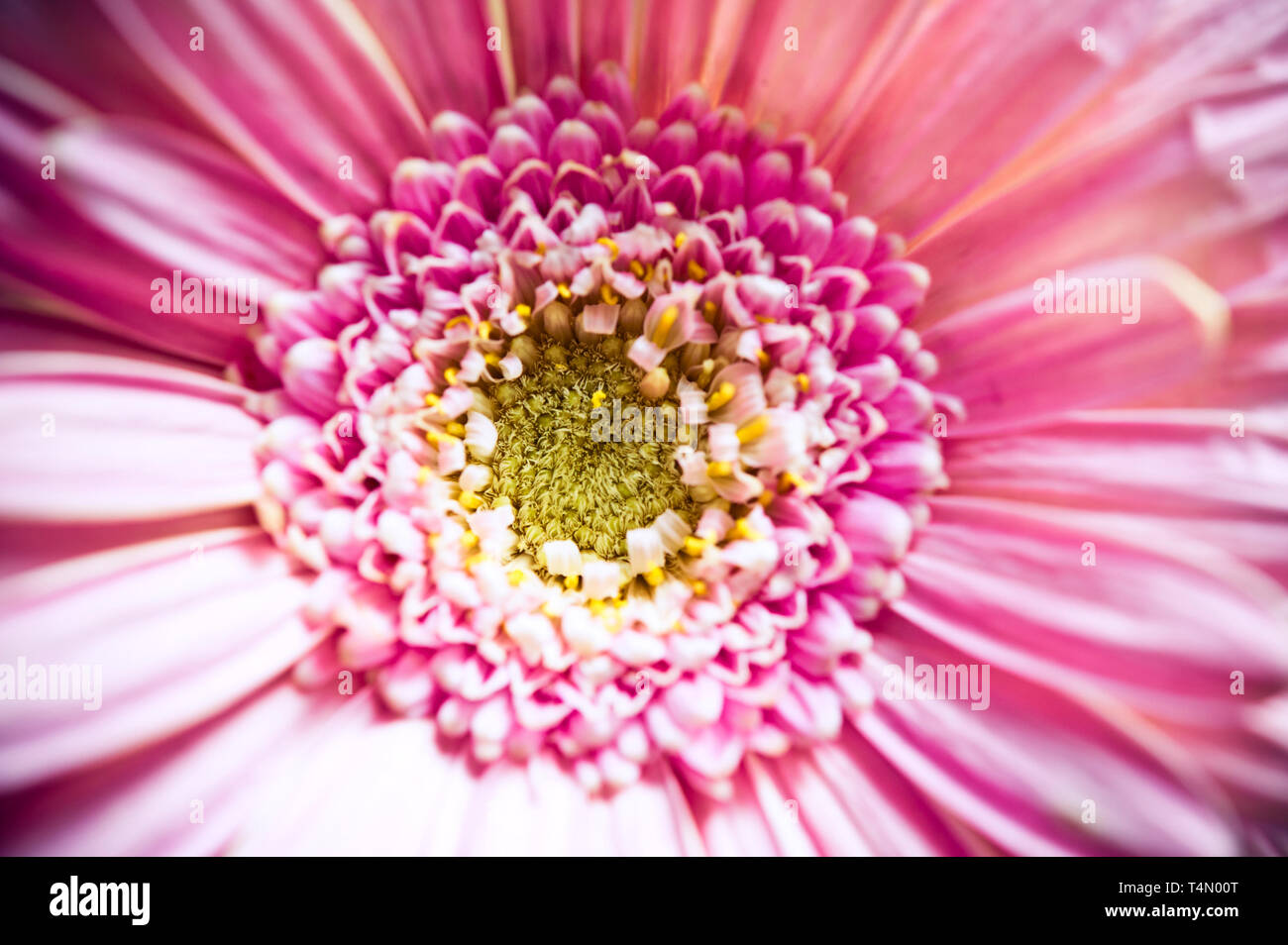Gerbera daisy detail hi-res stock photography and images - Alamy