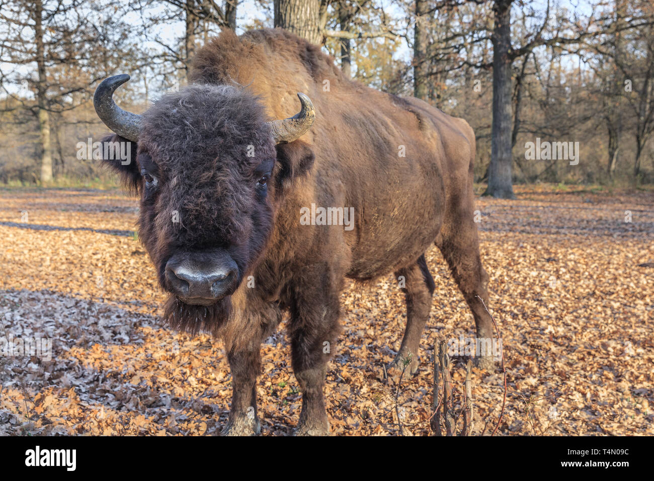 european bison in the forest. Bucsani, Romania Stock Photo - Alamy