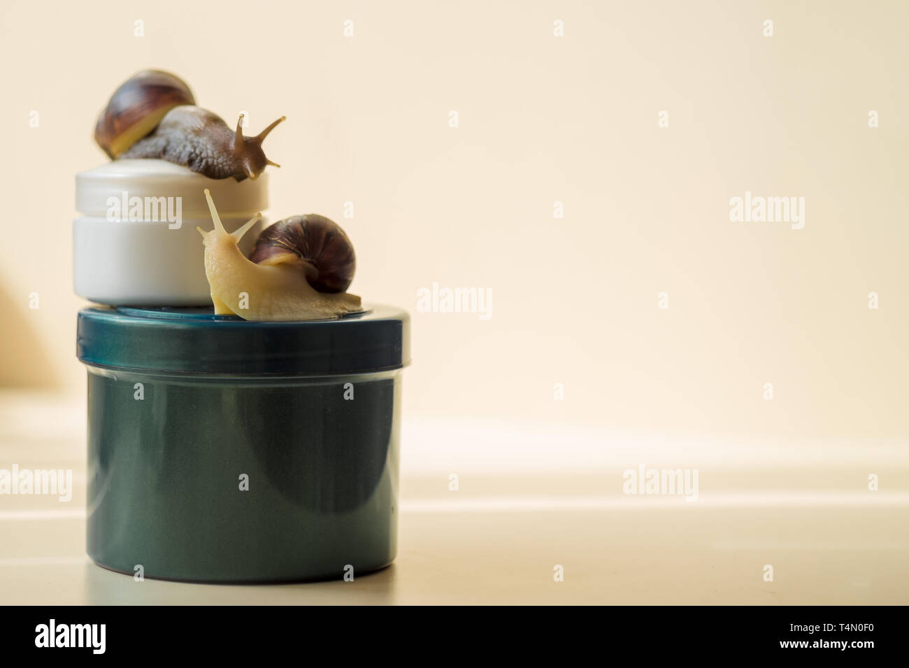 Two Achatina snails and cosmetics on the light background. Extreme ...