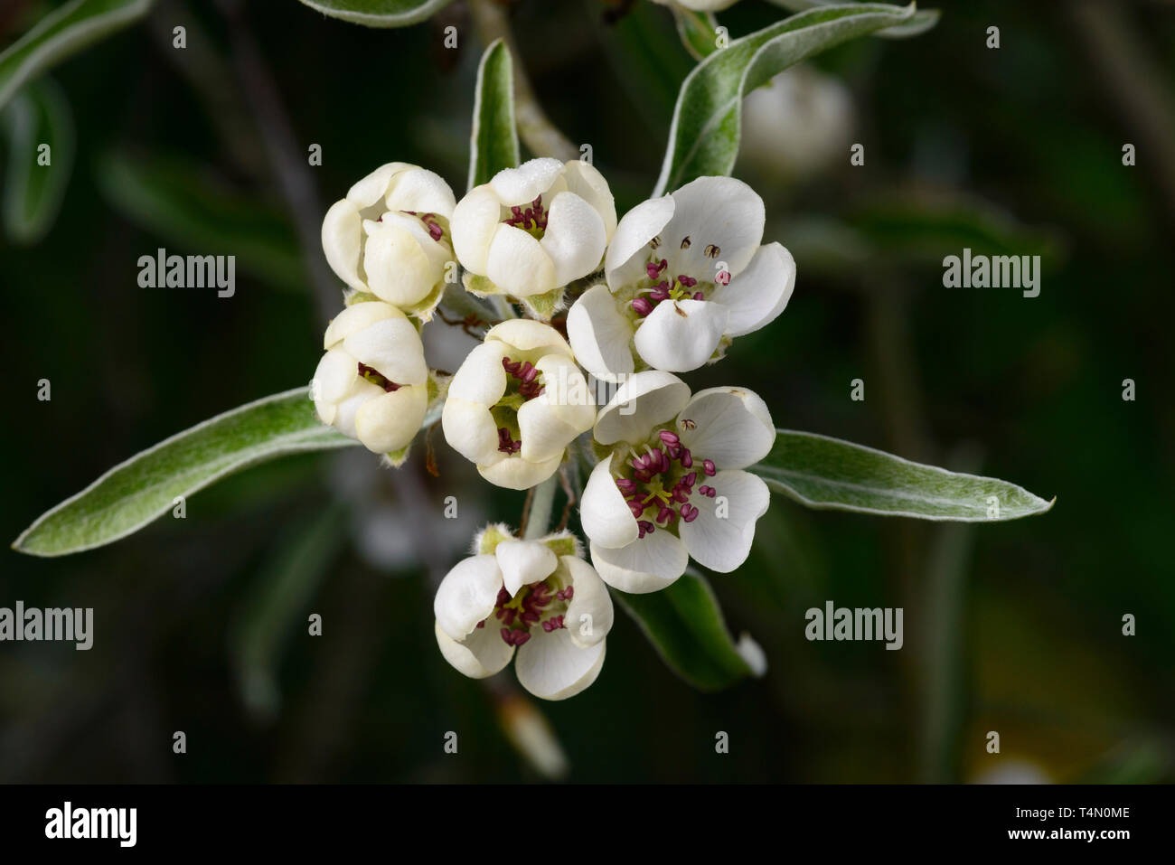 Weeping Willow-leaved Pear (Pyrus salicifolia "Pendula"), flowers Stock ...