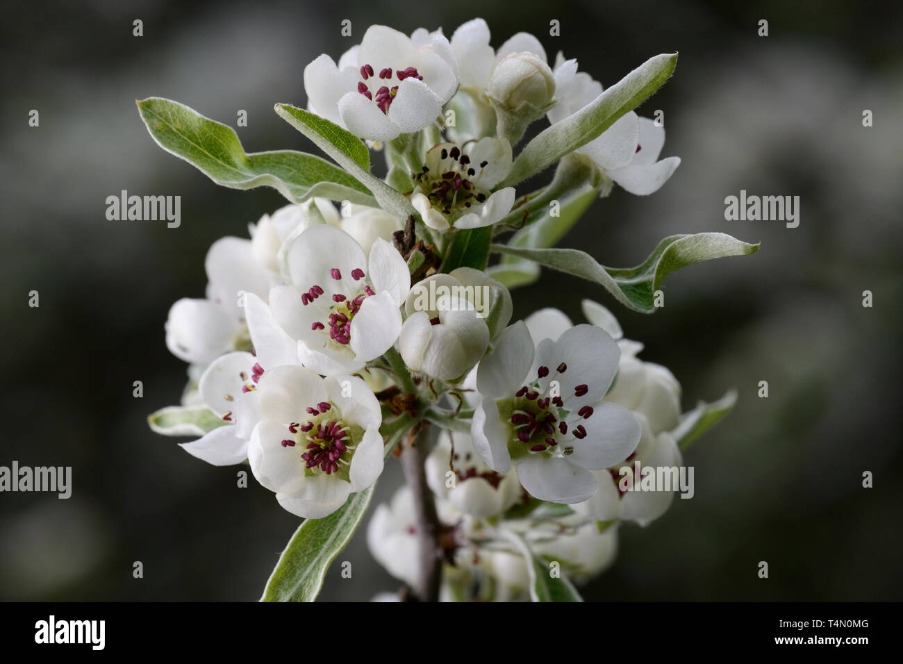Weeping Willow-leaved Pear (Pyrus salicifolia "Pendula"), flowers Stock ...