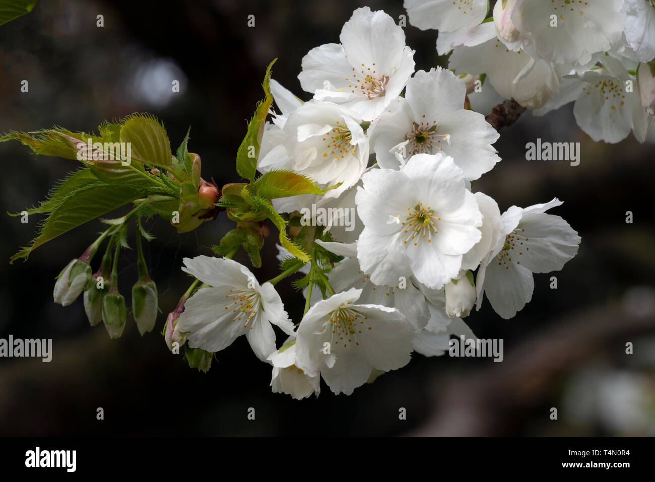 Mount Fuji Cherry (Prunus "Shirotae Stock Photo - Alamy