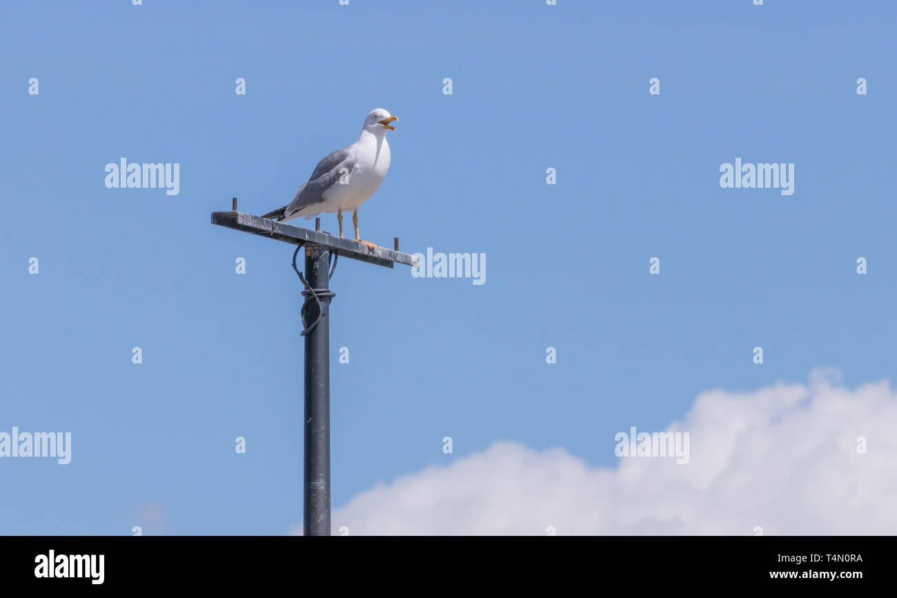 Squawking bird hi-res stock photography and images - Alamy