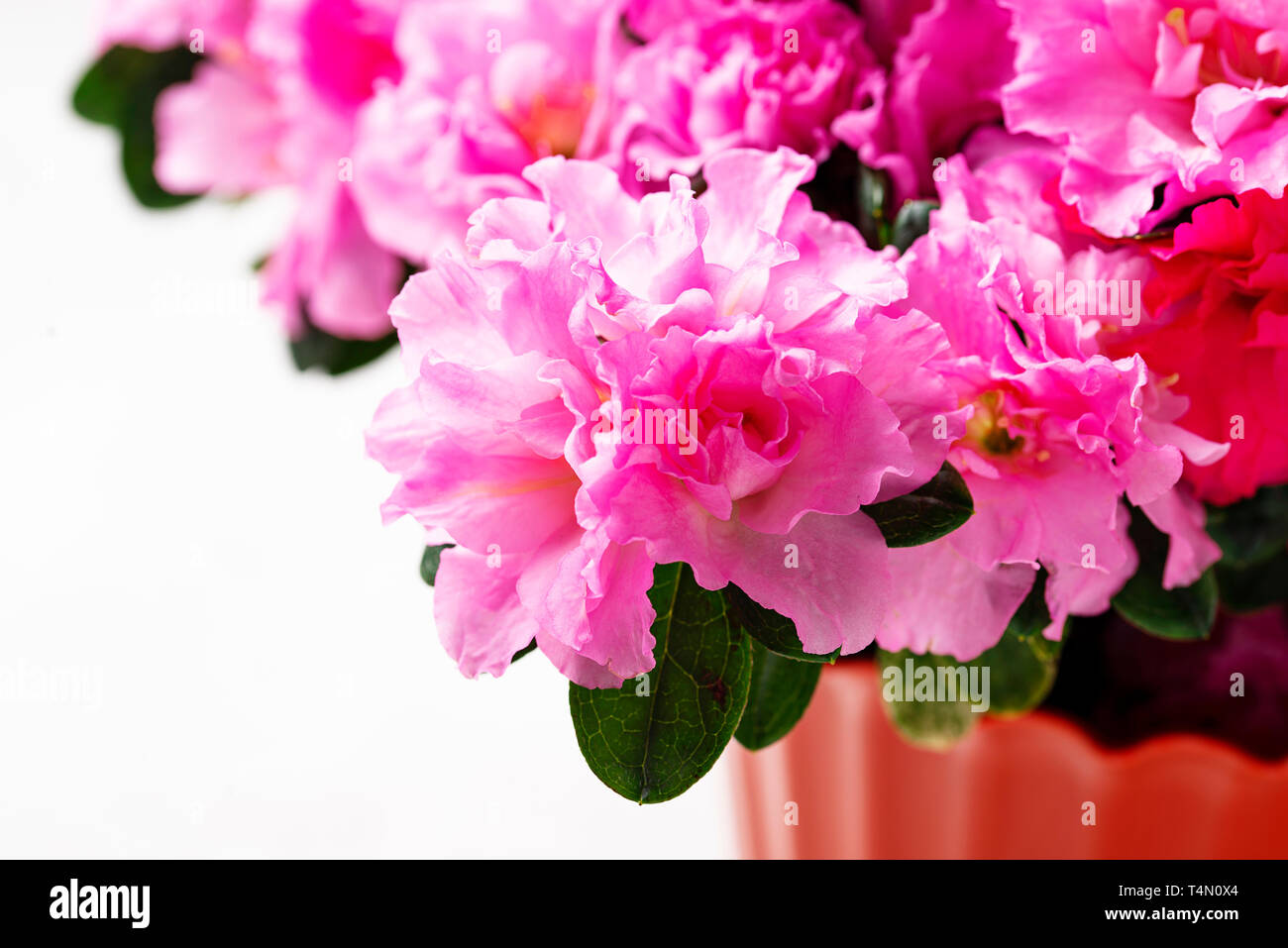 Azalea flower on light background Stock Photo - Alamy