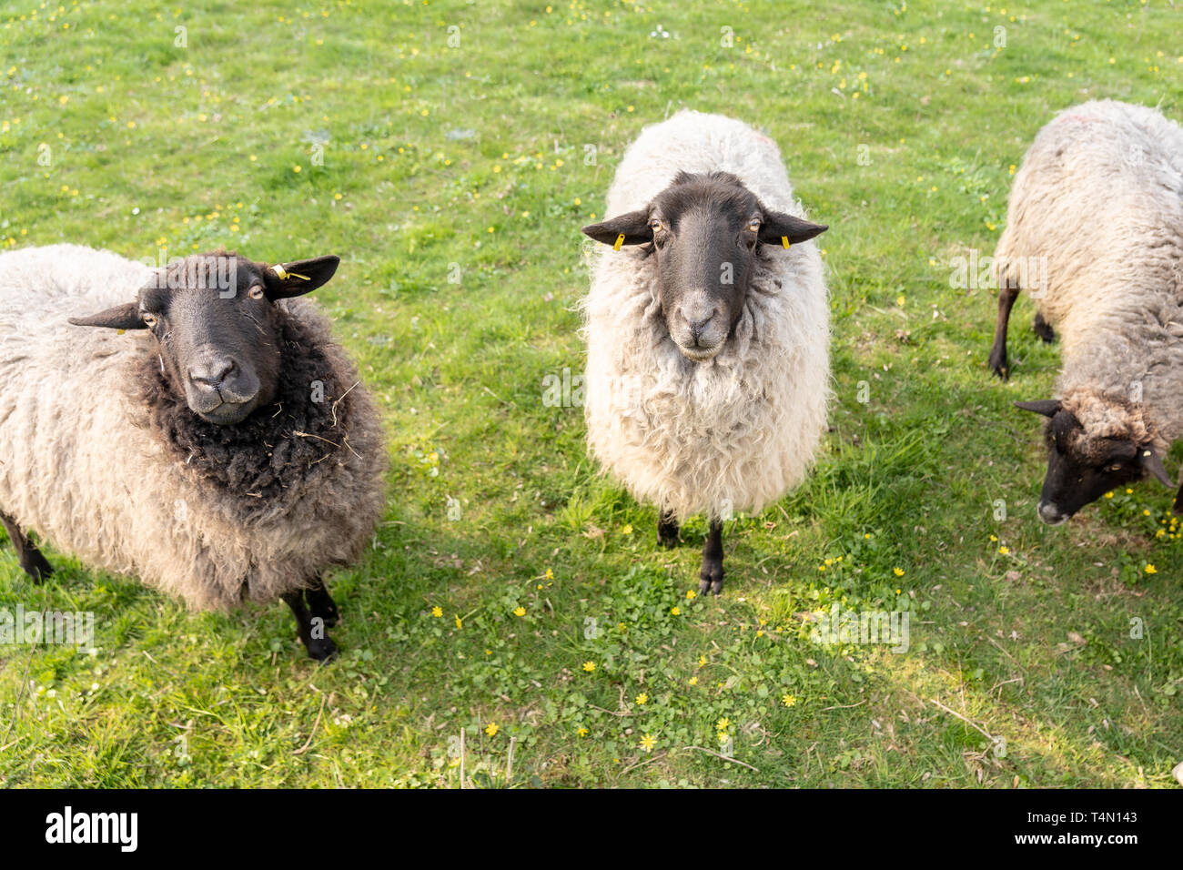 Thick horn sheep hi-res stock photography and images - Alamy