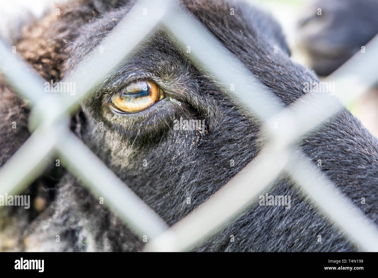 Sheep behind a fence hi-res stock photography and images - Alamy