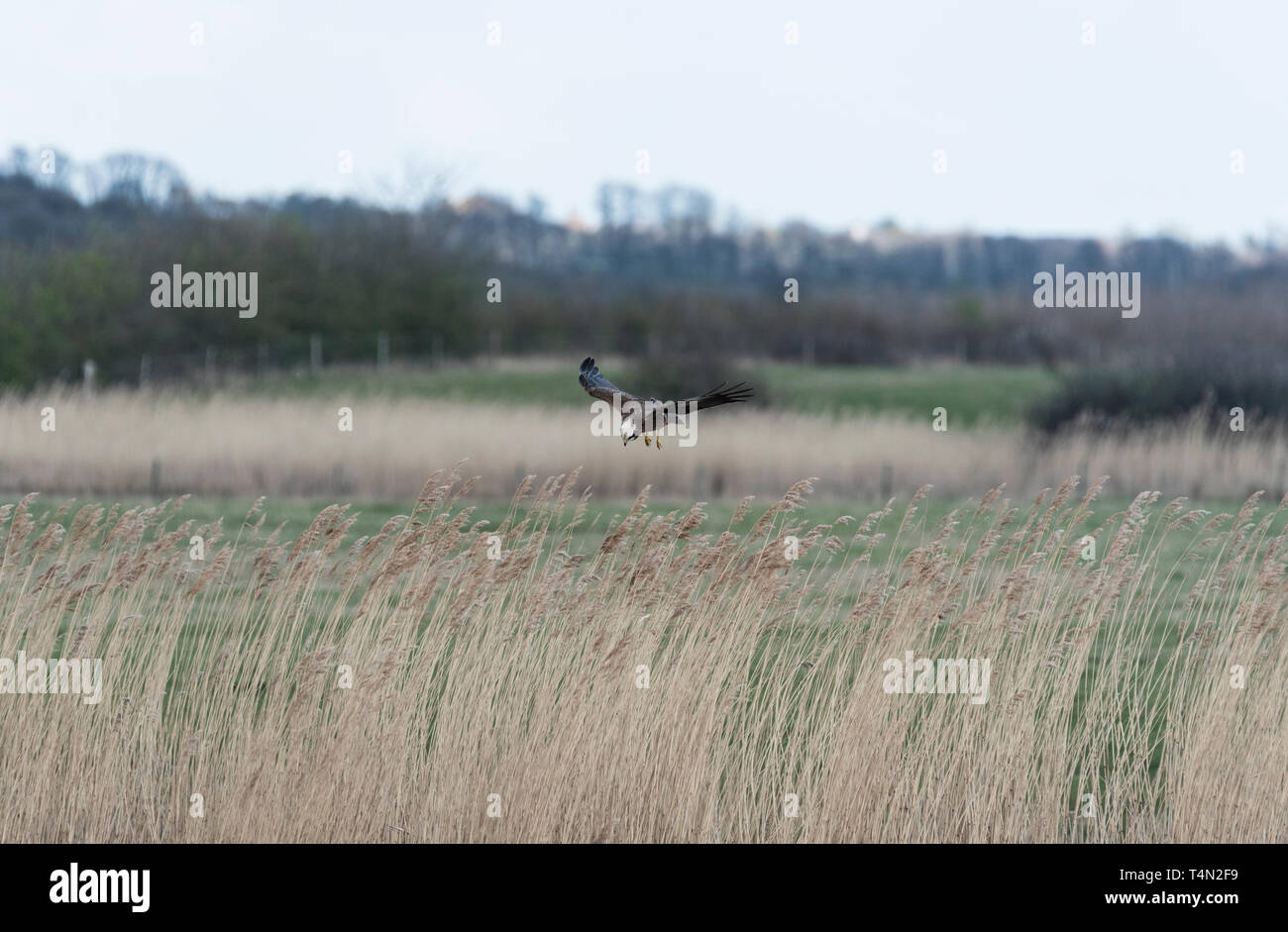 Hunting Marsh Harrier (Circus aeruginosa Stock Photo - Alamy