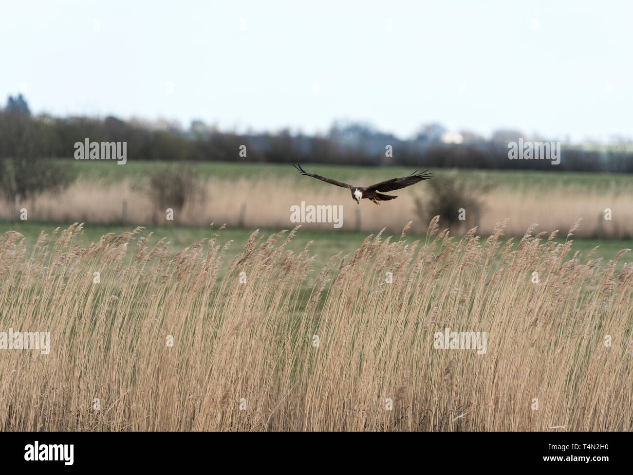 Hunting Marsh Harrier (Circus aeruginosa Stock Photo - Alamy