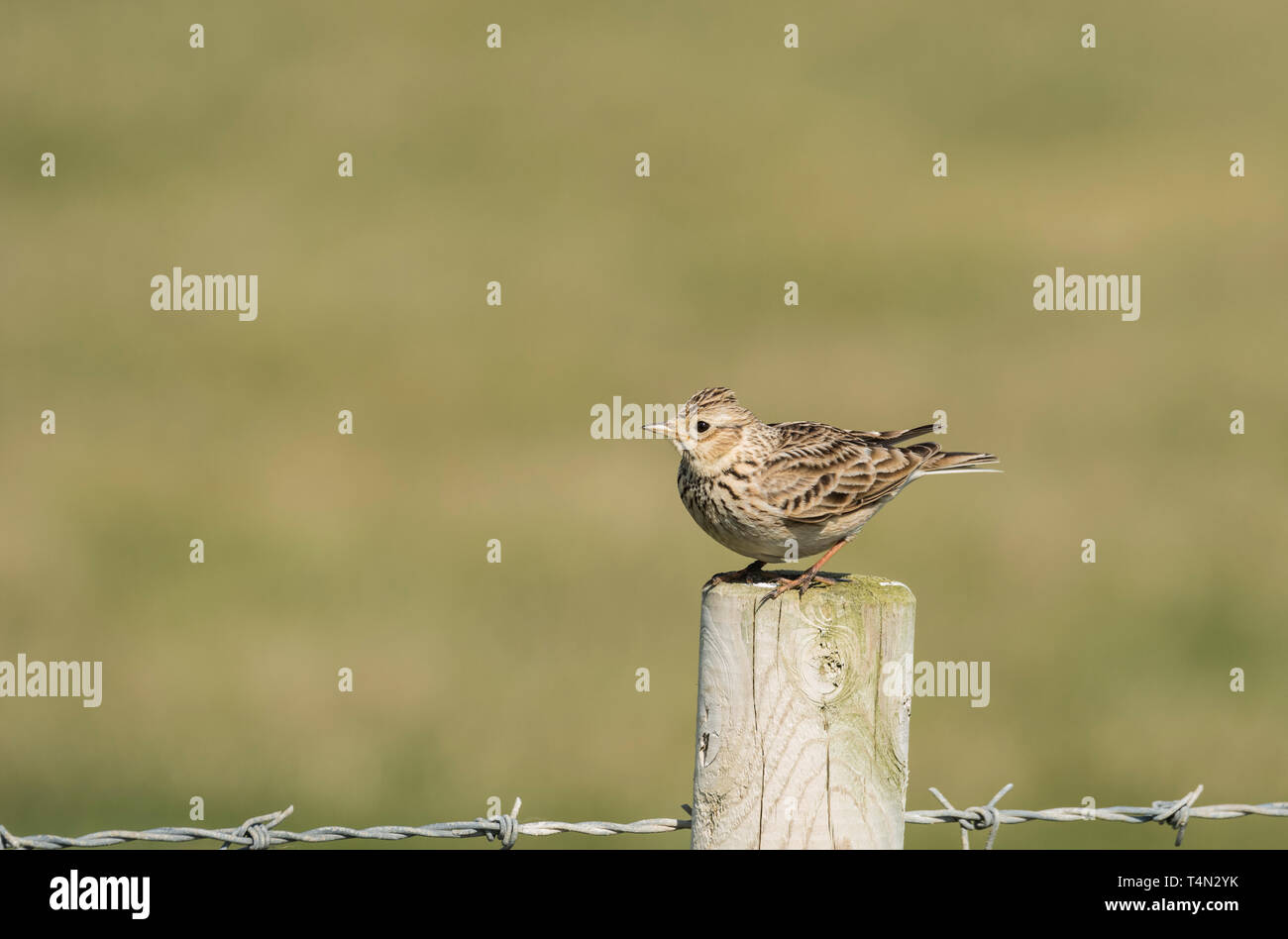 Feldlerche alauda arvensis hi-res stock photography and images - Alamy