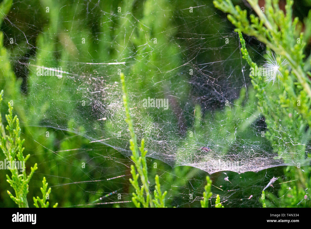 Spider Web Structure High Resolution Stock Photography and Images - Alamy