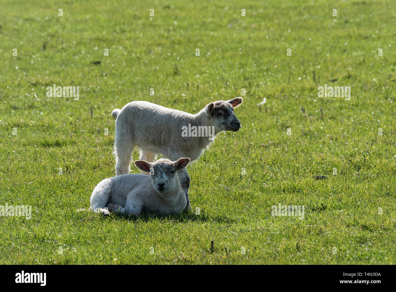 Lambs backlit hi-res stock photography and images - Alamy