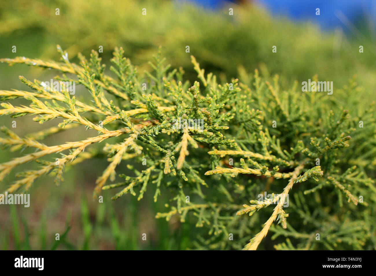 Juniper horizontal Prince of Wales - ground cover plant Stock Photo - Alamy
