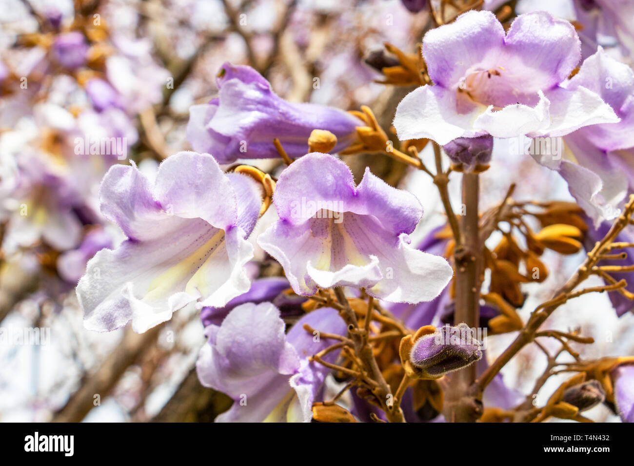 Paulownia Flower High Resolution Stock Photography and Images - Alamy