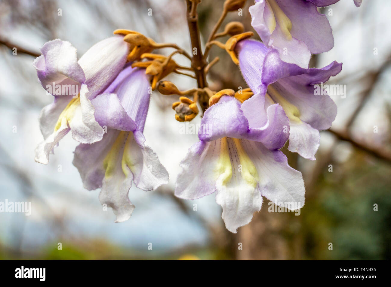 Paulownia Flower High Resolution Stock Photography and Images - Alamy