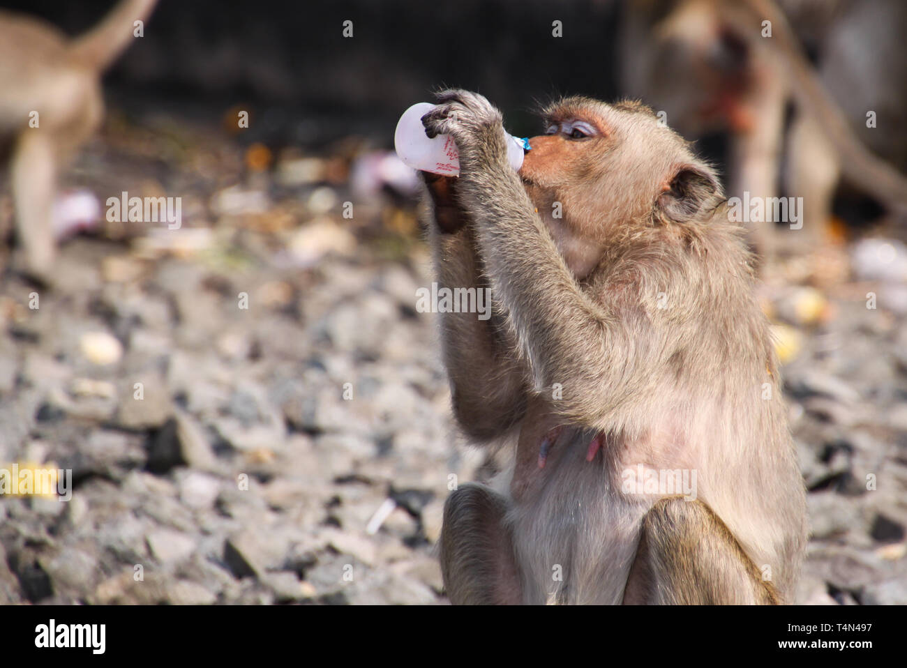 Crab eating macaque (Macaca fascicularis) drinking yoghurt from plastic ...