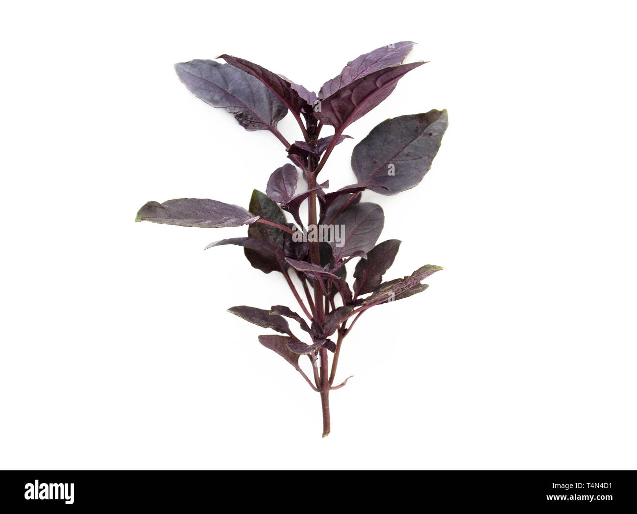 Red basil leaves isolated on white background Stock Photo - Alamy