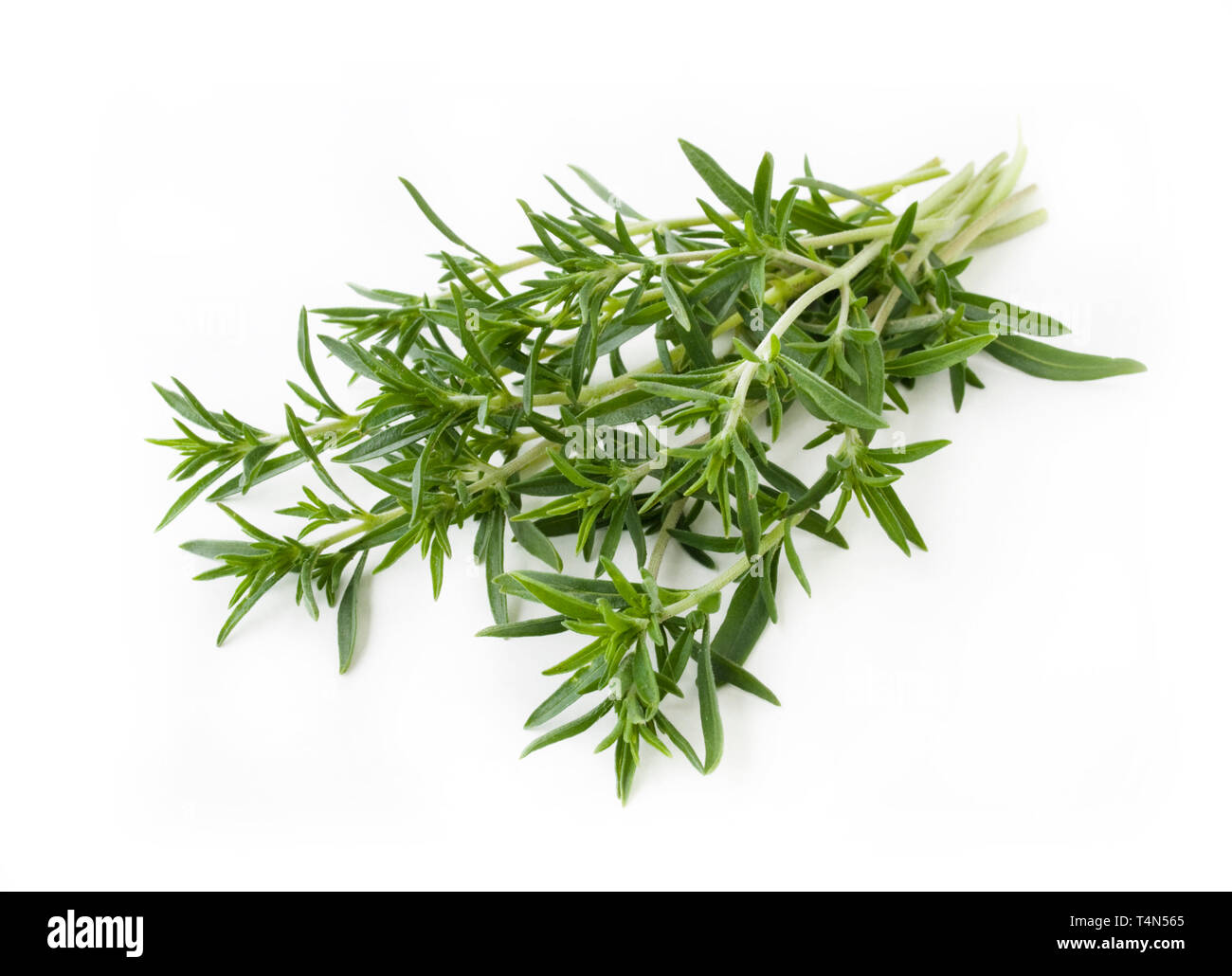 Fresh savory bunch isolated on white background. Healing herb, natural ...