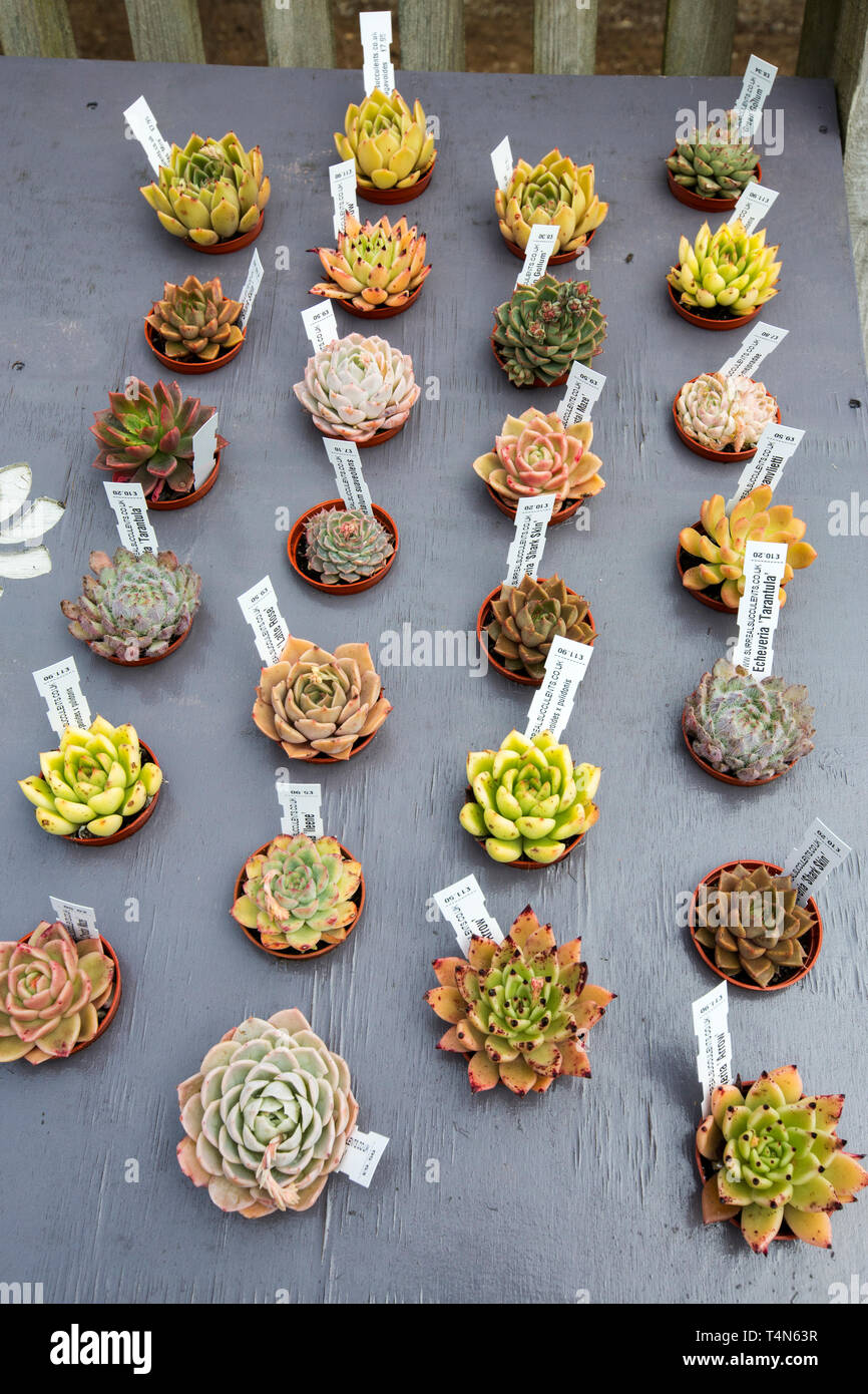 Succullent plant hi-res stock photography and images - Alamy