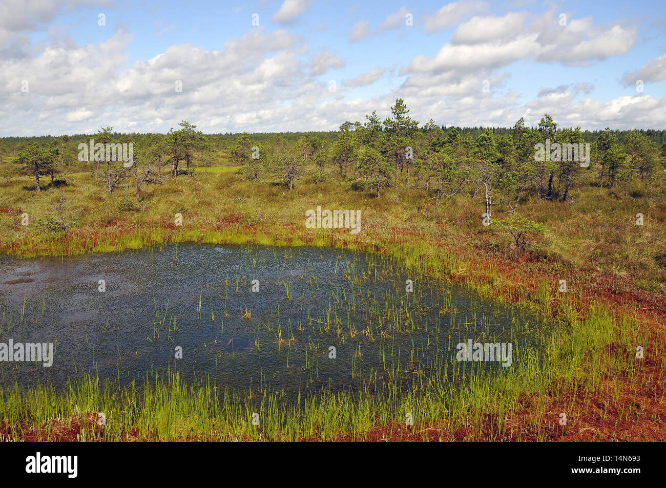 Soomaa National Park, Estonia. Soomaa Nemzeti Park, Észtország Stock ...