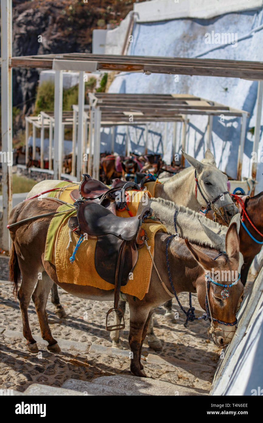 Donkey Ride on Greek Island of Santorini Stock Photo - Alamy
